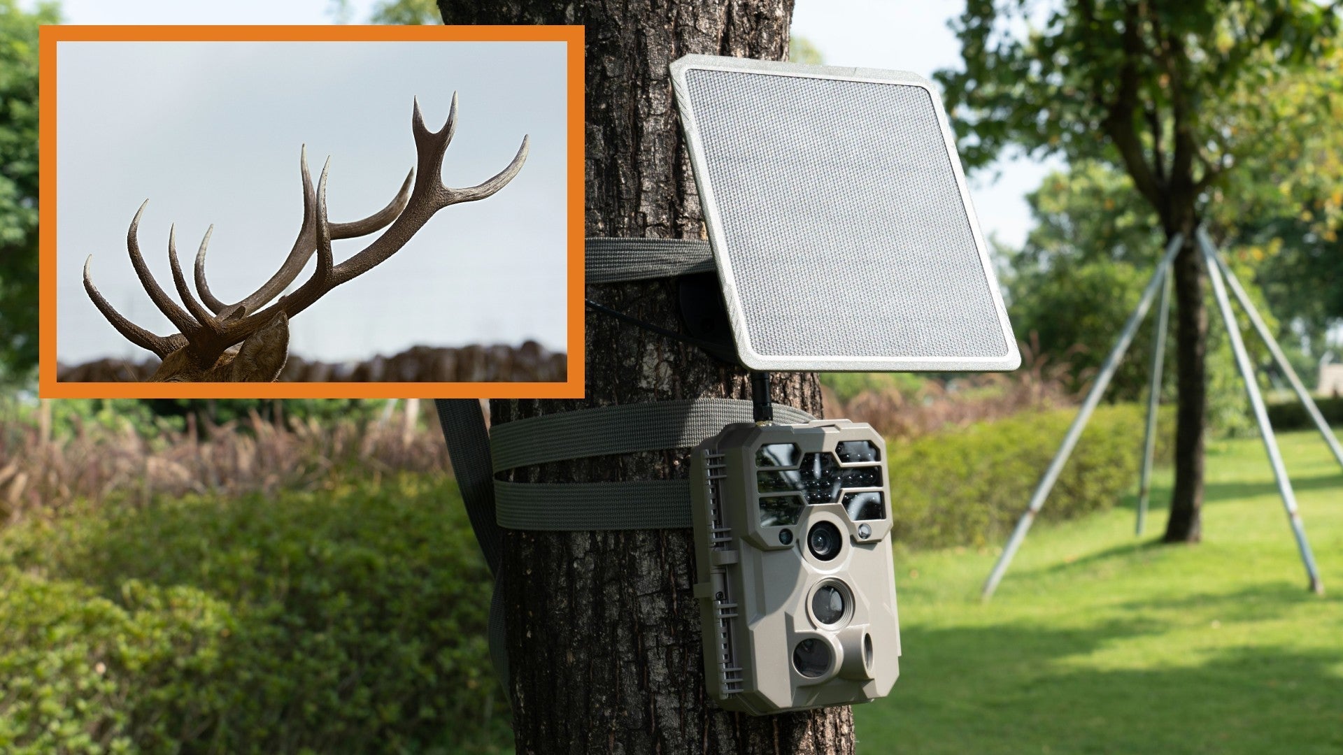 Best Cellular Trail Camera for Remote Monitoring in 2024