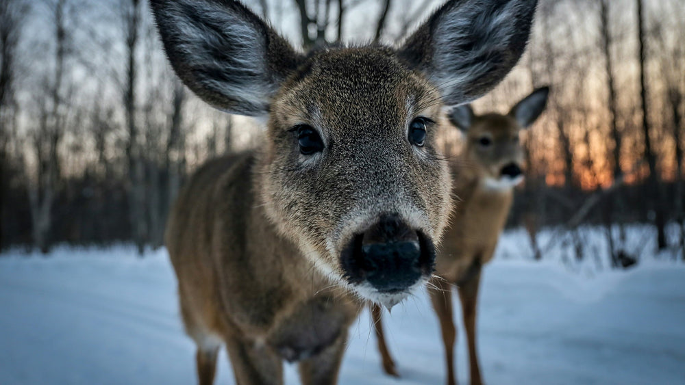 GardePro - Game & Trail Cameras