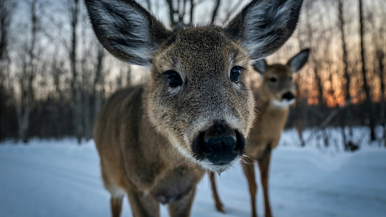 GardePro - Game & Trail Cameras