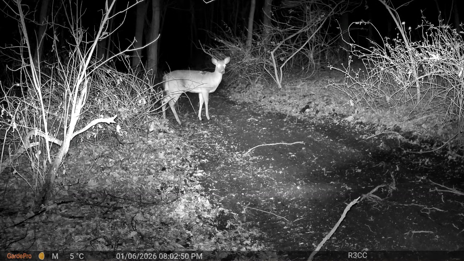 Black Flash vs. Red Flash: How to Choose the Best Night Vision Trail ...