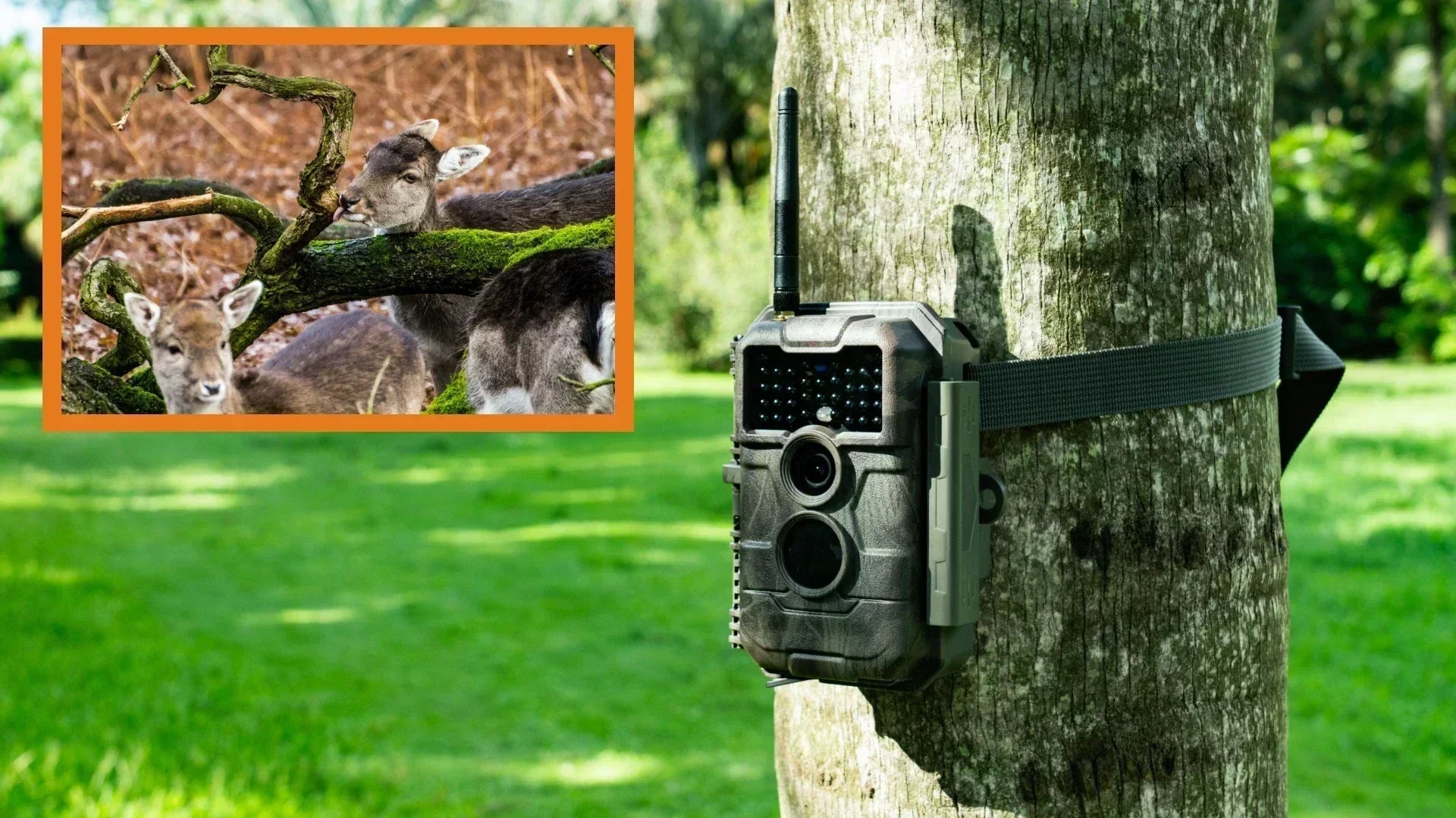 Top Trail Camera Tips: Placement, Setup & Settings Guide