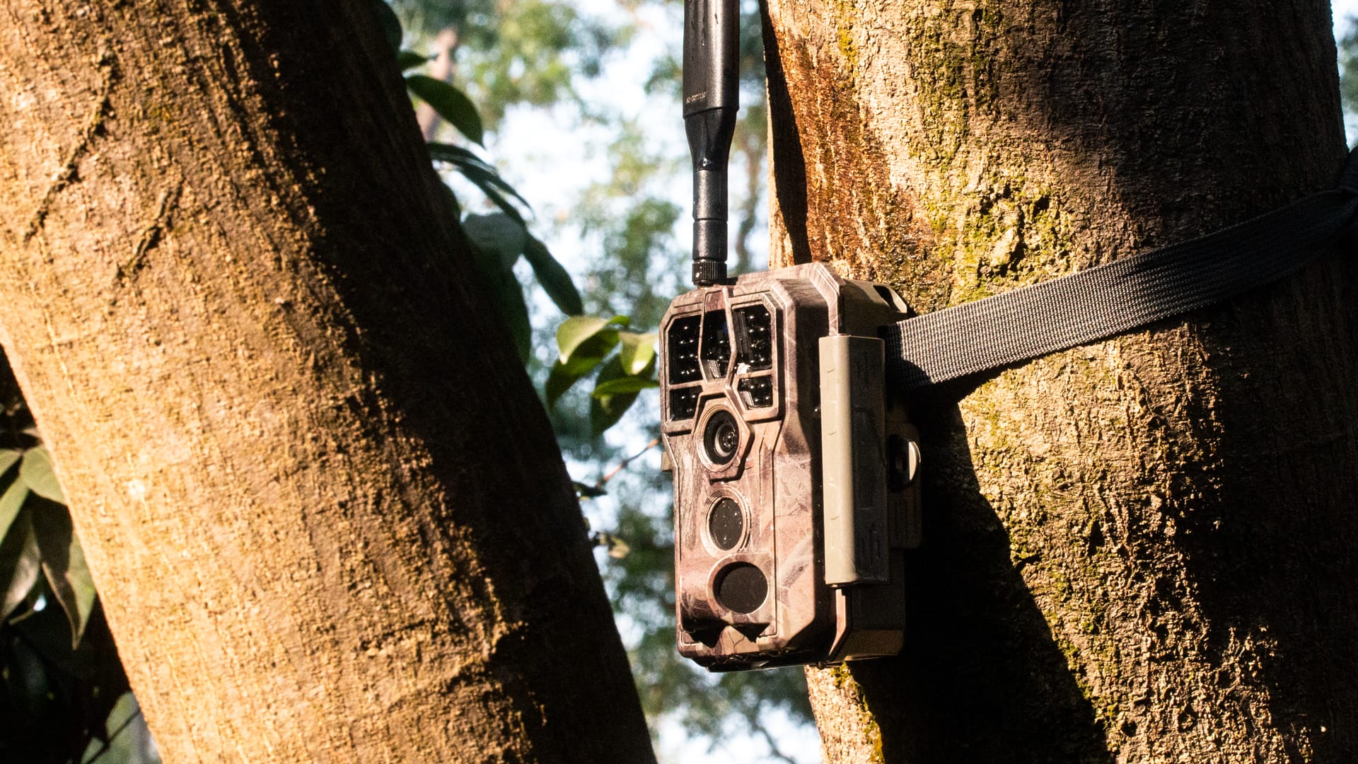 How to Take Better Wildlife Photos with Trail Cameras