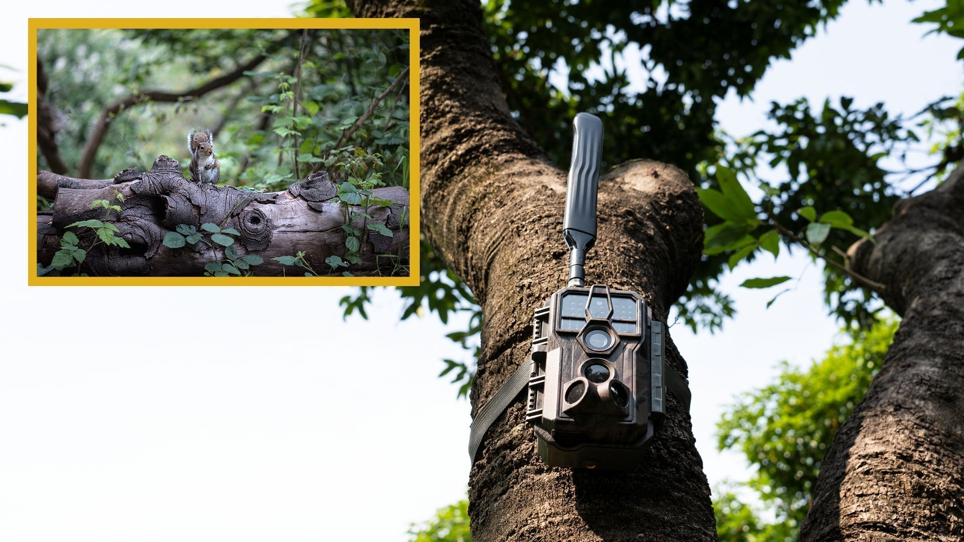 How to Place Your Trail Camera for Best Results