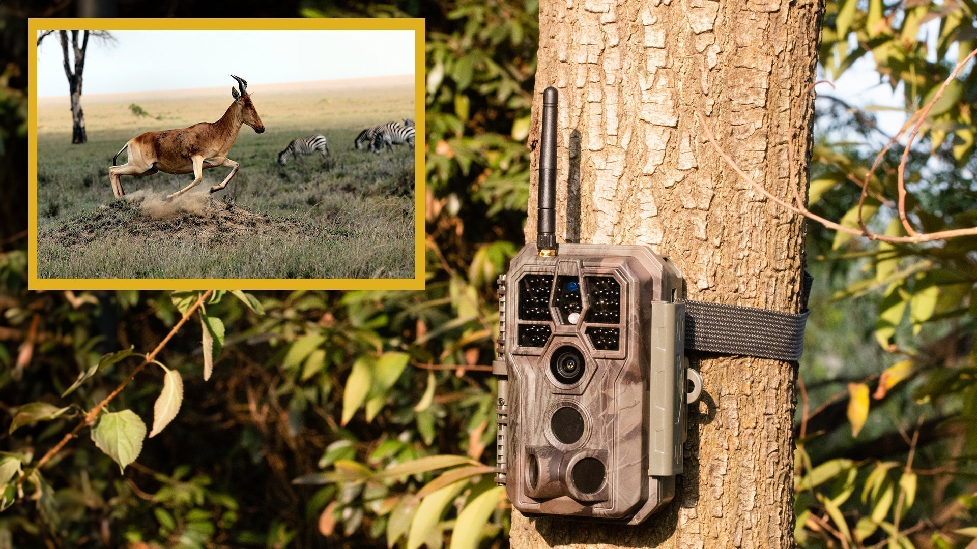 Motion Detection and Time Lapse Trail Camera