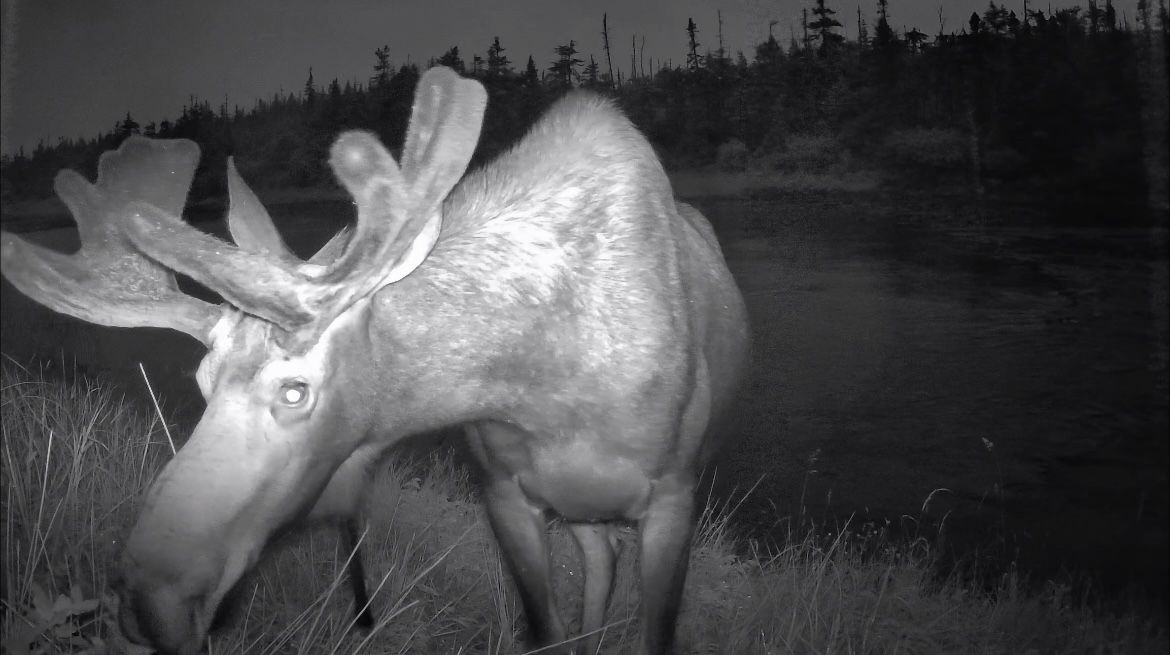 Low Glow vs No Glow Trail Cameras: 850nm vs 940nm Explained