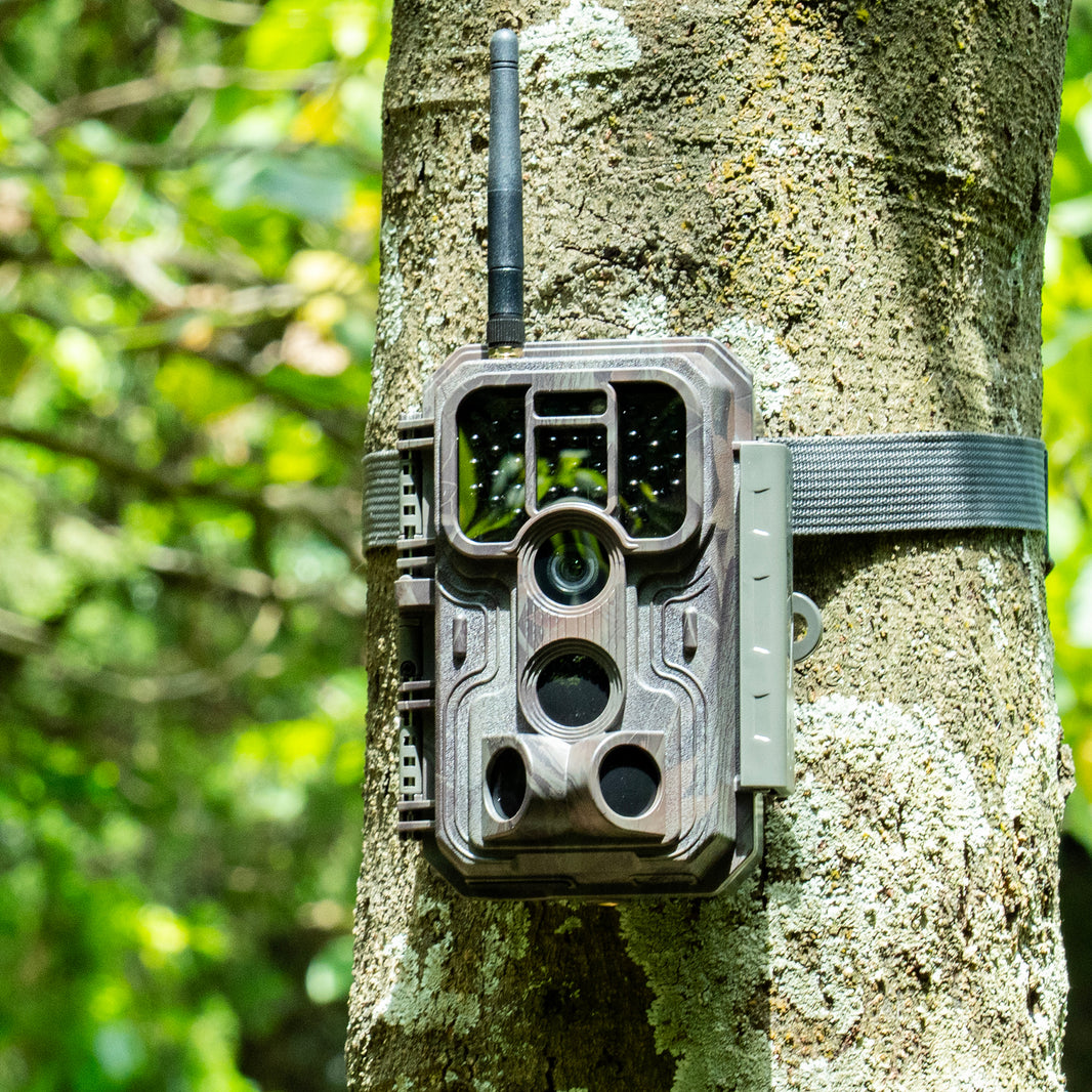 Trail Cameras for Hunting, Scouting & Security